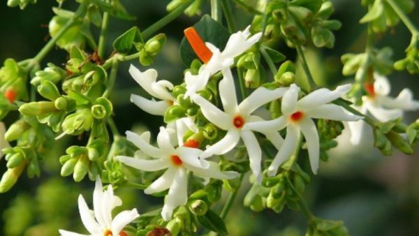 Flowers of Bangladesh with different colors & smells