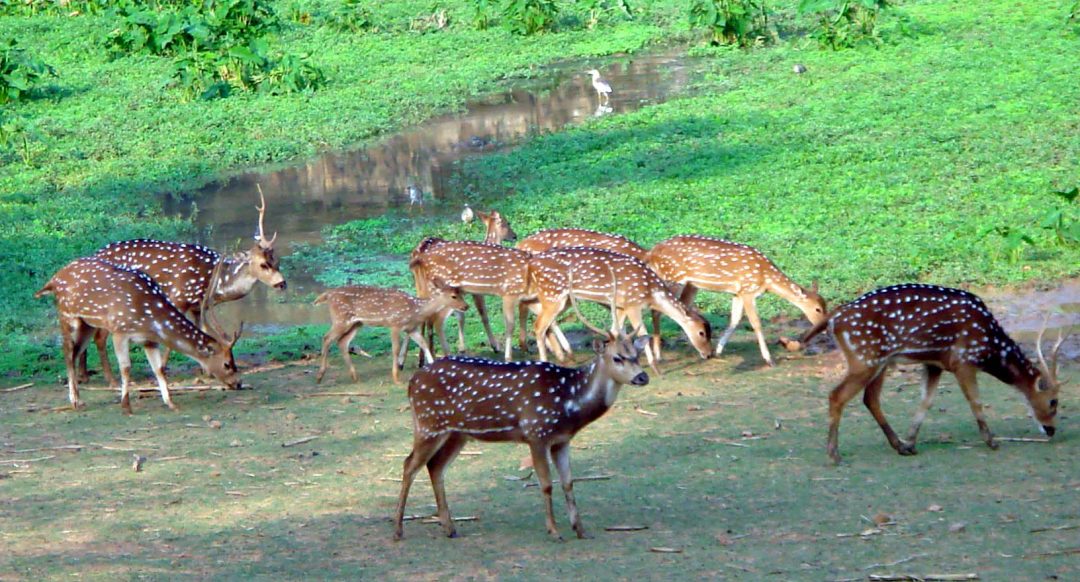 Role of management in zoo in wildlife conservation-